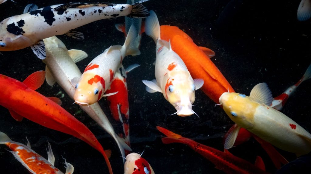 11 Lucky Vastu Fishes You Should Have in Your Home Aquarium