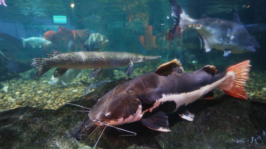 11 Lucky Vastu Fishes You Should Have in Your Home Aquarium