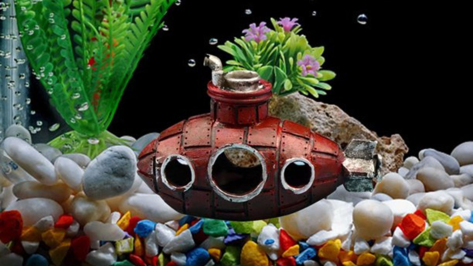 11 Lucky Vastu Fishes You Should Have in Your Home Aquarium