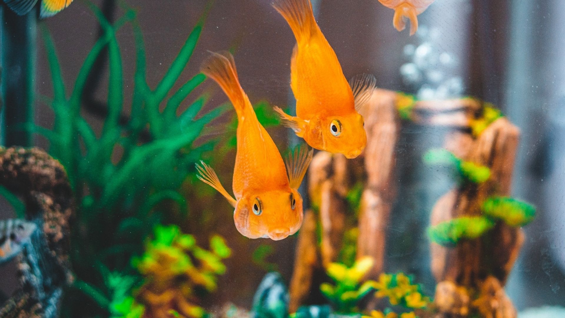 11 Lucky Vastu Fishes You Should Have in Your Home Aquarium