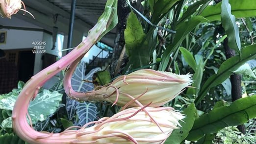 How to Grow Brahma Kamal Plant at Home with Its Spiritual Significance ...