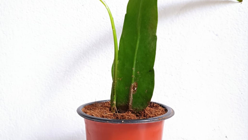 How to Grow Brahma Kamal Plant at Home with Its Spiritual Significance ...